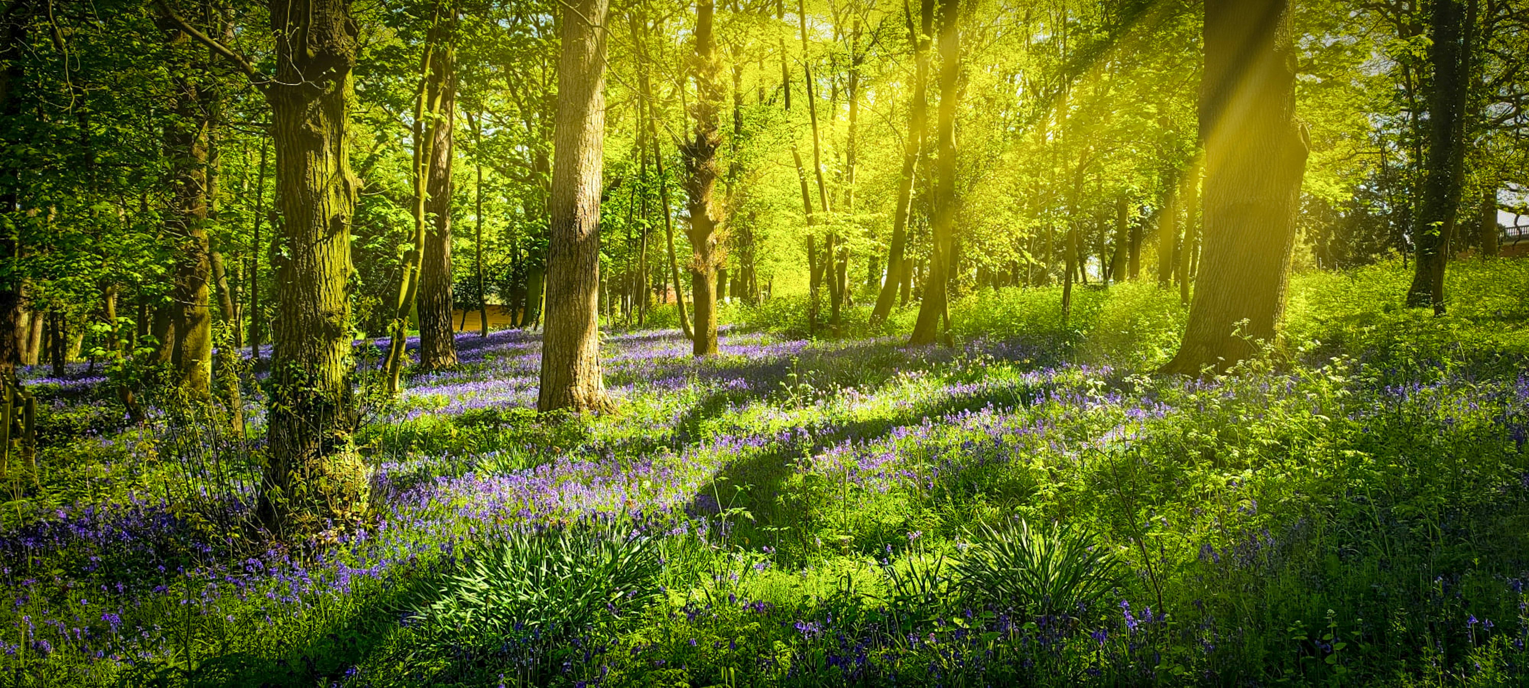 London's Most Beautiful Woodlands and Forests – Thatsup