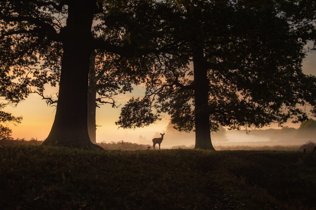 The best places for wildlife spotting in London | Thatsup London