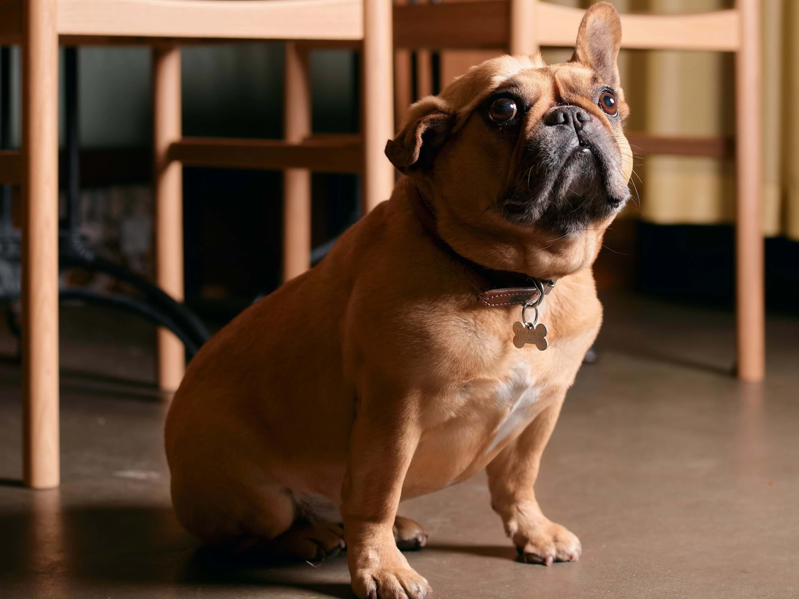 16 Dog-Friendly Soho Restaurants | Thatsup London