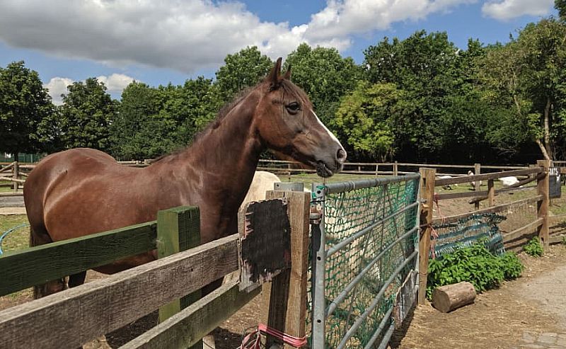 Guide to city farms in London - Discover London's top city farms