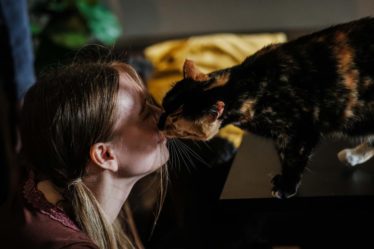 Java Whiskers Cat Café White City – Café – Hammersmith and Fulham, London