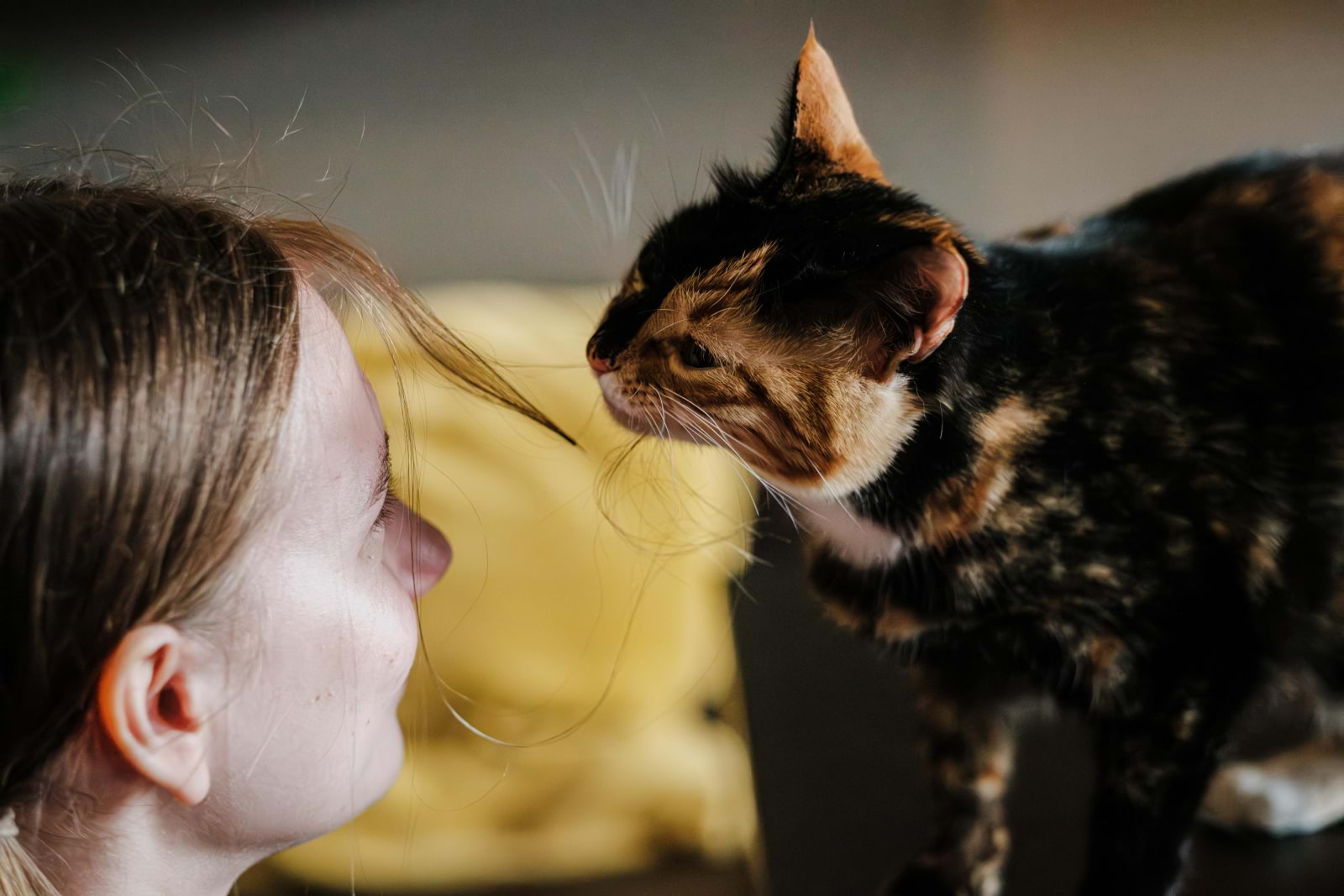 Java Whiskers Cat Café White City – Café – Hammersmith and Fulham, London