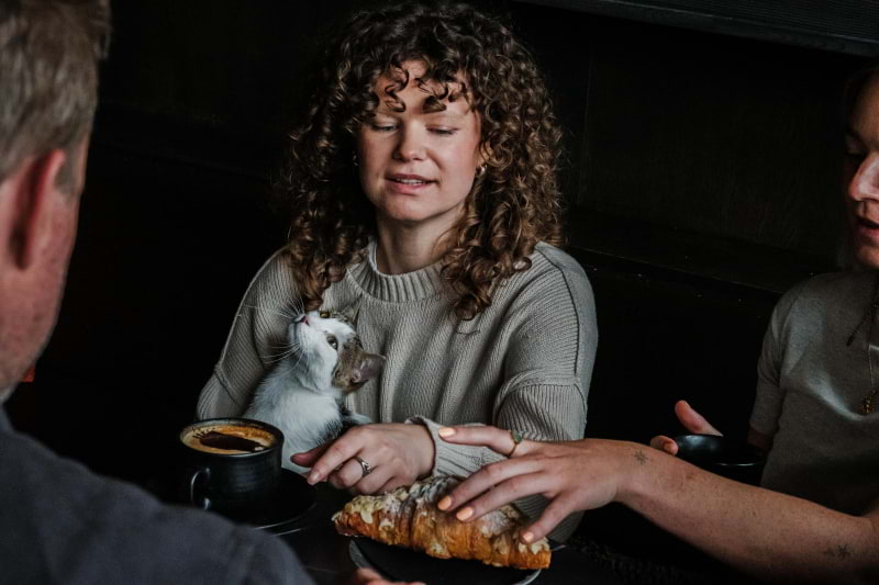 Java Whiskers Cat Café White City – Café – Hammersmith and Fulham, London