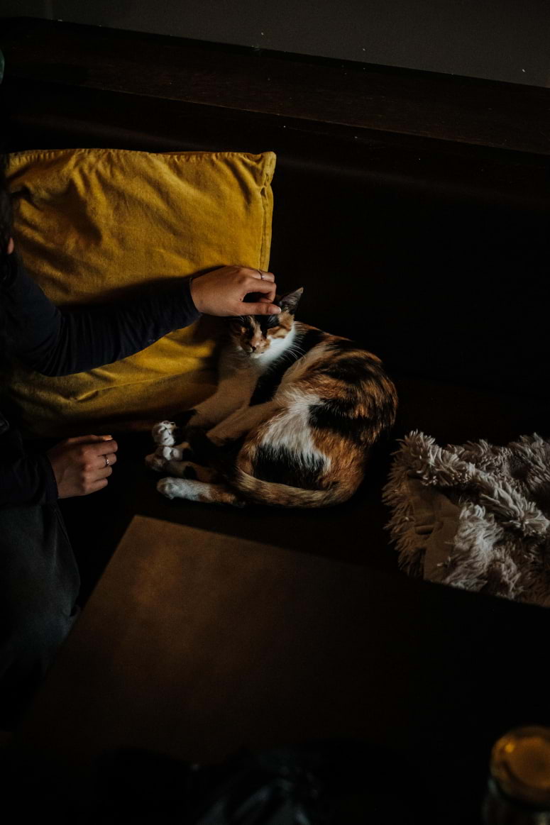 Java Whiskers Cat Café White City – Café – Hammersmith and Fulham, London