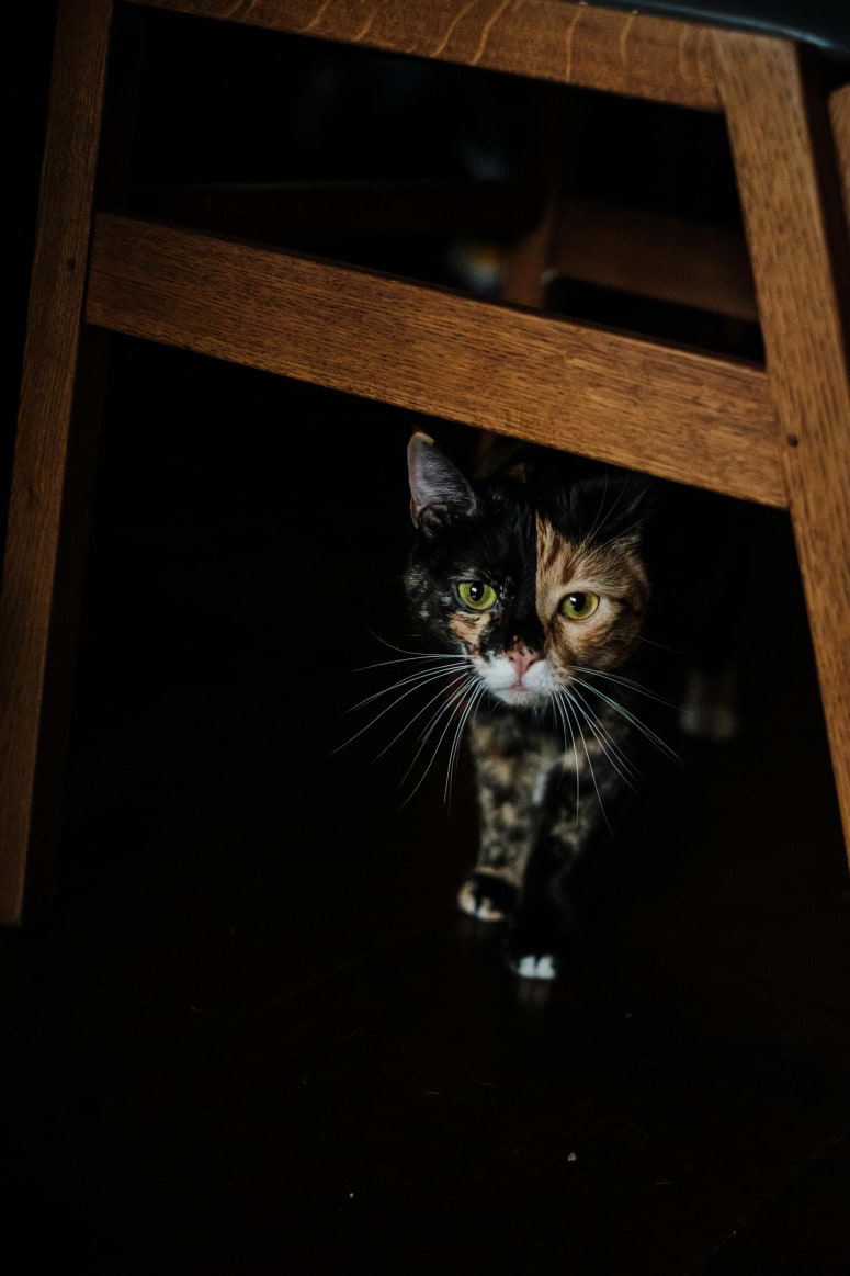 Java Whiskers Cat Café White City – Café – Hammersmith and Fulham, London