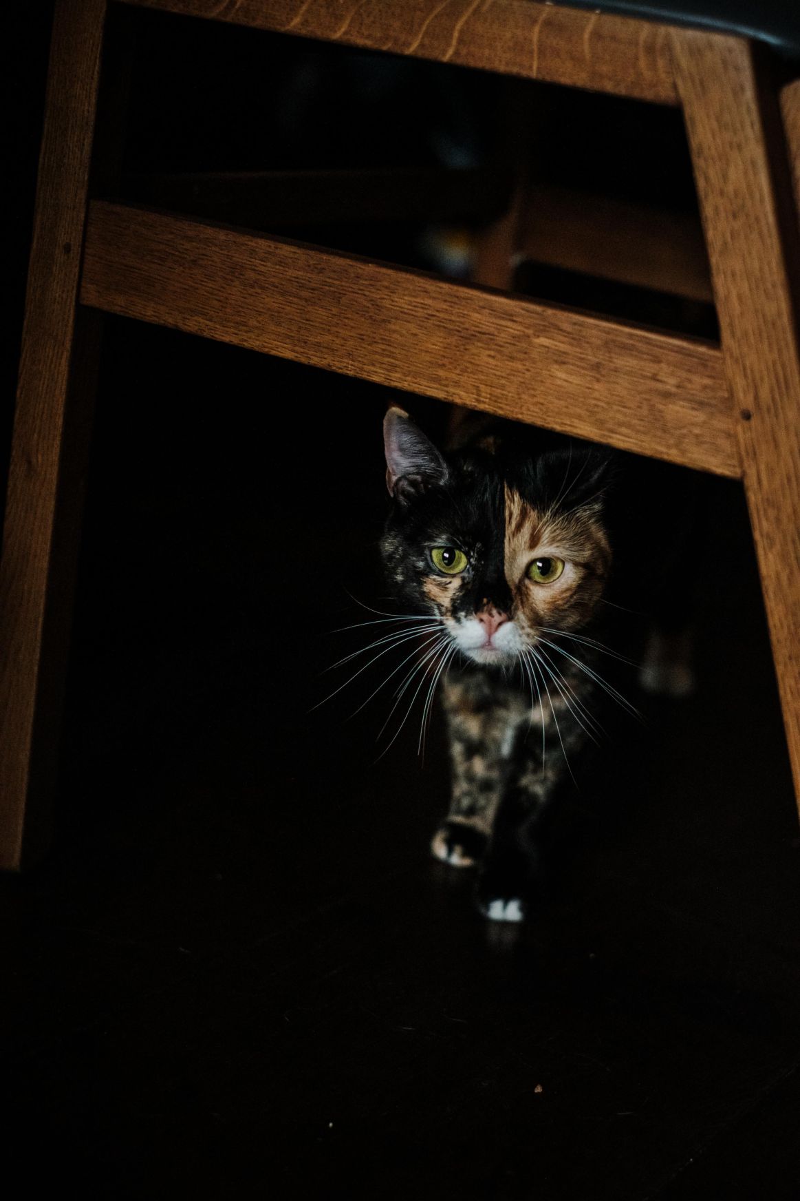 Java Whiskers Cat Café White City – Café – Hammersmith and Fulham, London