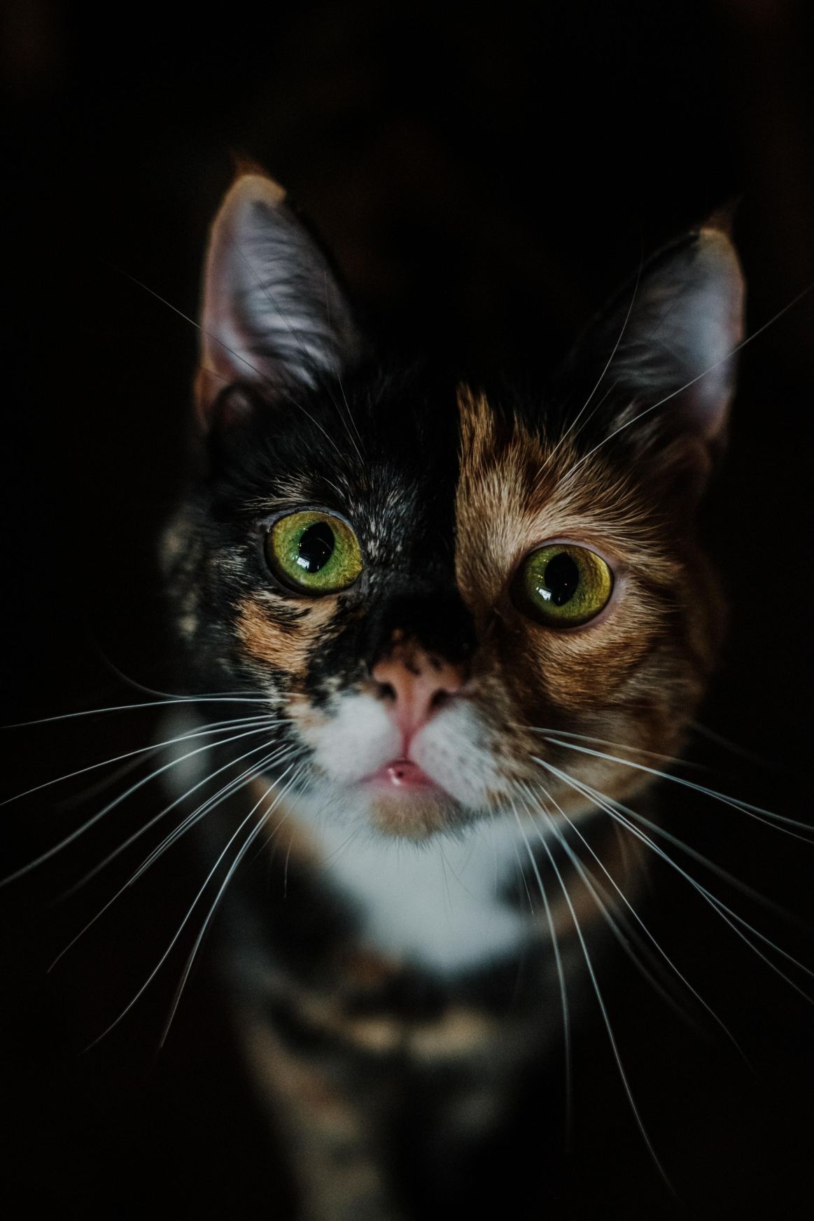 Java Whiskers Cat Café White City – Café – Hammersmith and Fulham, London