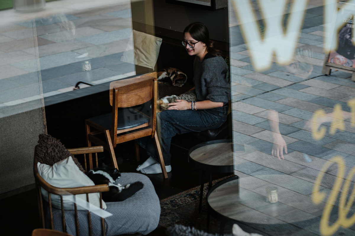 Java Whiskers Cat Café White City – Café – Hammersmith and Fulham, London