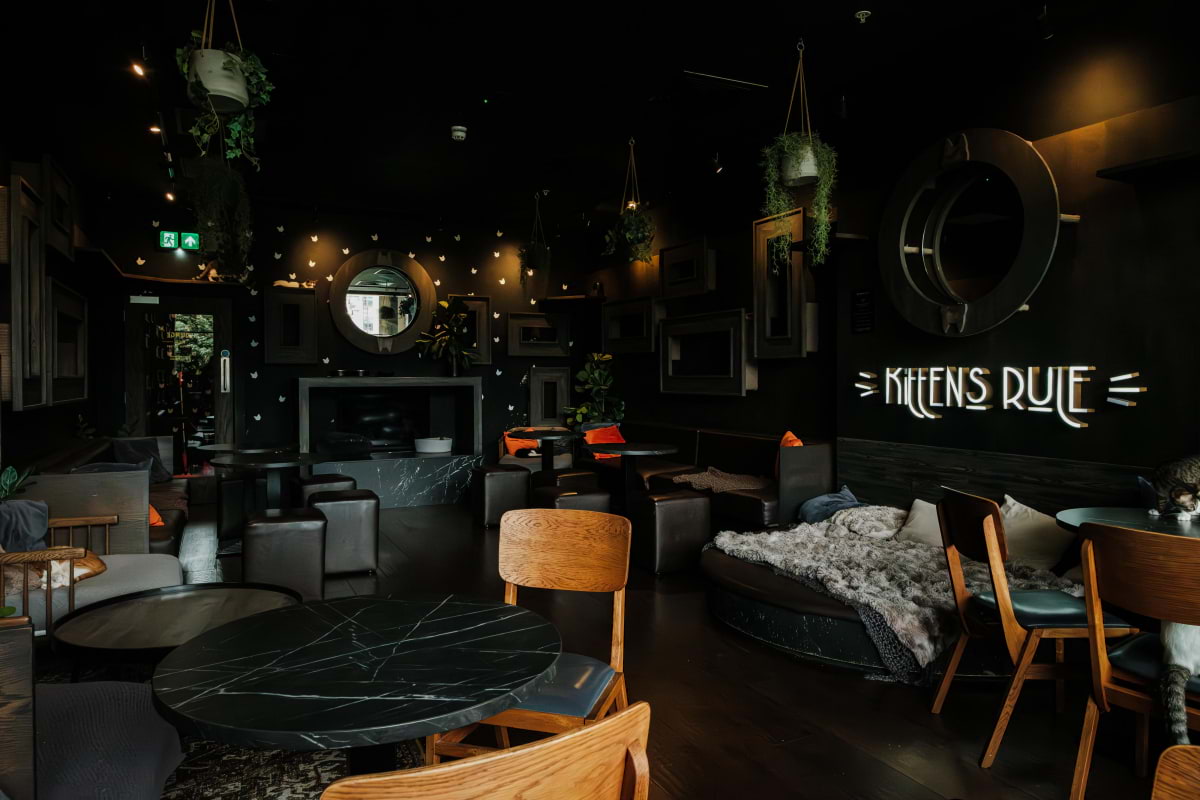 Java Whiskers Cat Café White City – Café – Hammersmith and Fulham, London